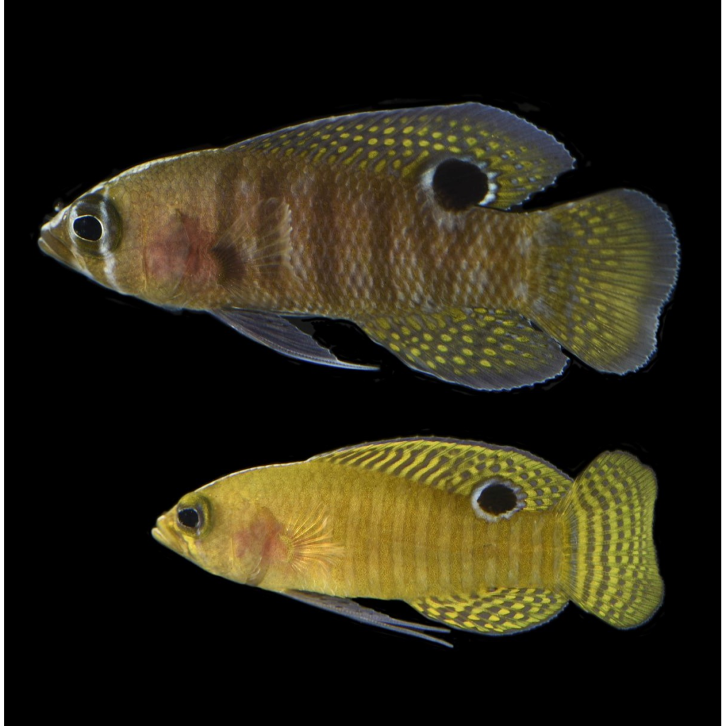 Basslet, Blue-spotted Basslet (Lipogramma barrettorum) – Advanced ...