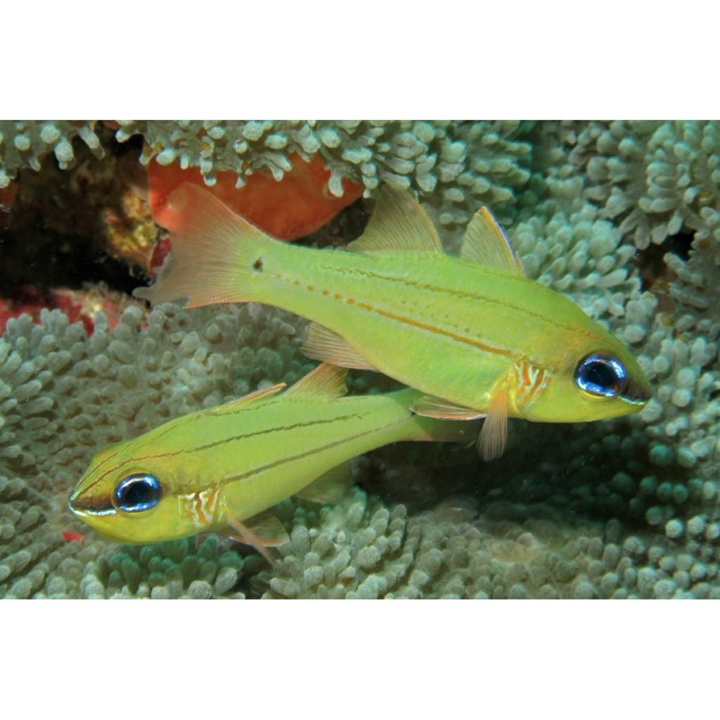 Miscellaneous – Advanced Aquatic Ecosystems, LLC.